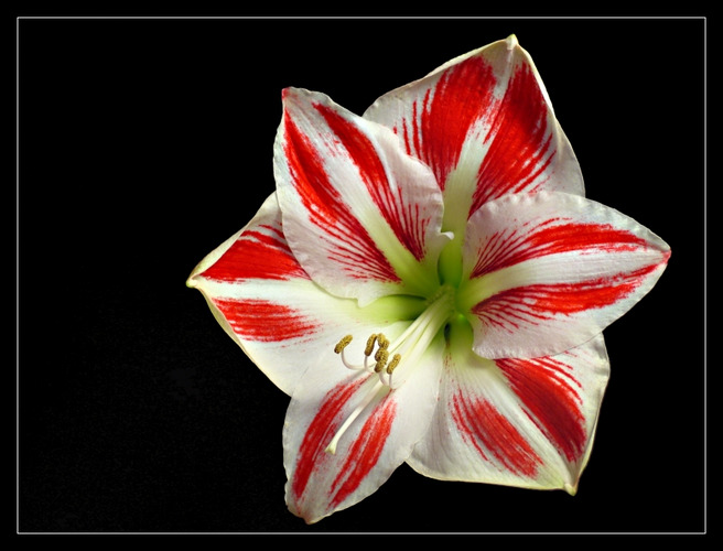 Amaryllis rot-weiß Foto & Bild | pflanzen, pilze & flechten, blüten ...