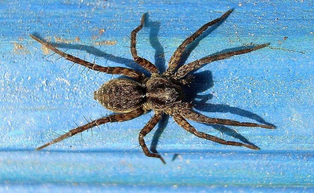 Amaurobius ferox am 28.10.06 in meinem Alpinum Foto & Bild | tiere ...