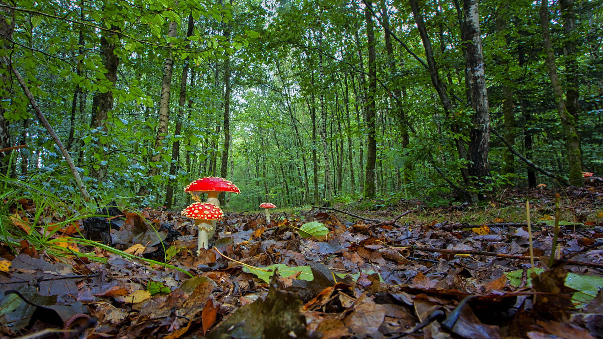 Ambiance automnale, photo et image | plantes, champignons & lichens ...