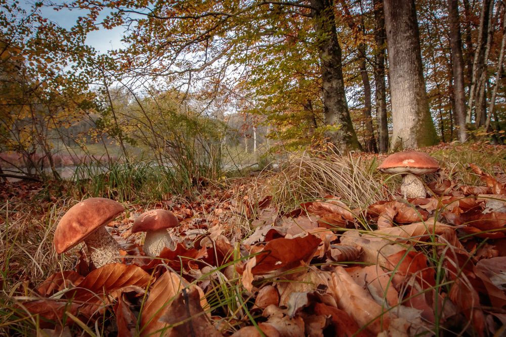 Ambiance automnale, photo et image | divers, la nature simplement ...