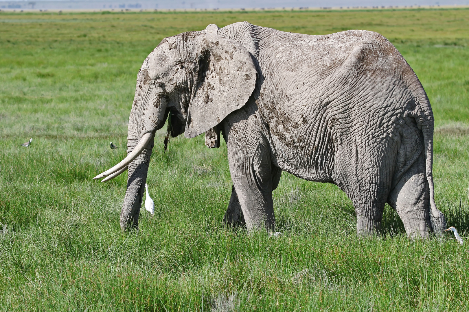 Amboseli Elephant Research Project Foto & Bild | natur, afrika, tiere ...