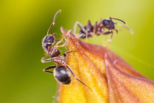 Ameisen Bilder & Fotos