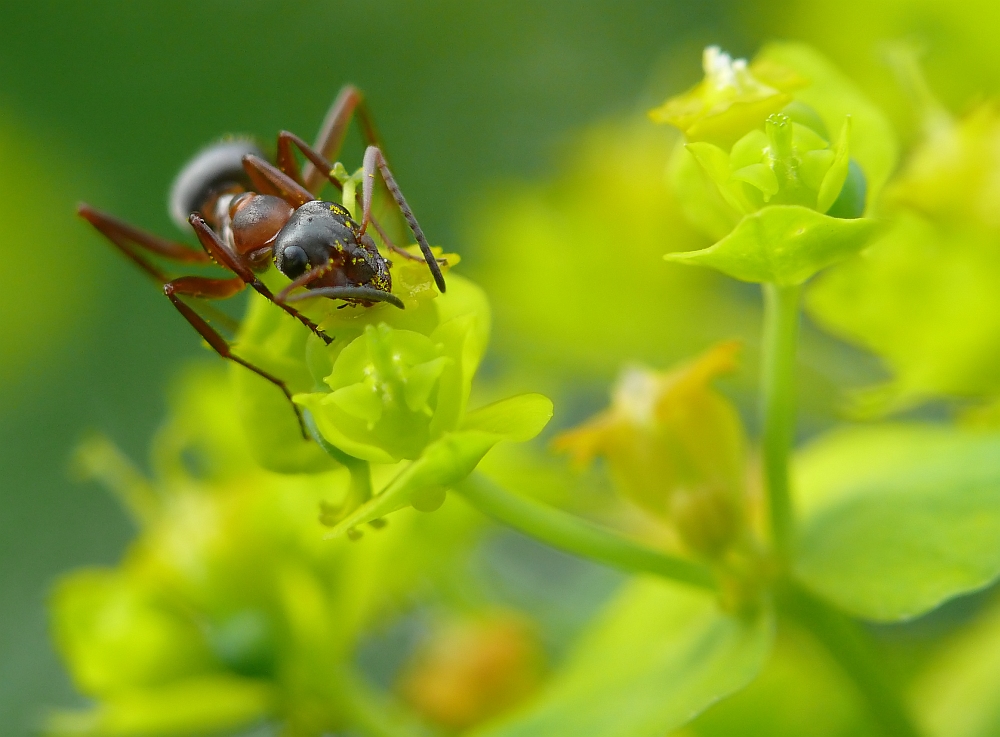 Ameise Foto & Bild | tiere, wildlife, insekten Bilder auf fotocommunity