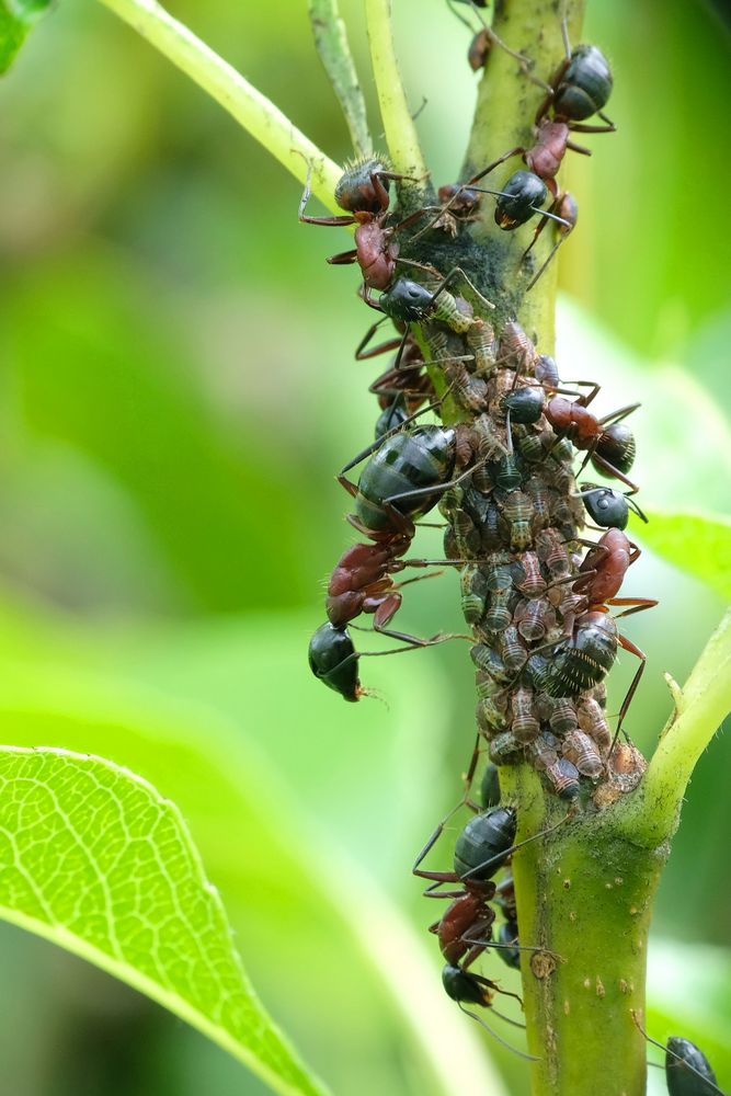 Ameise Foto & Bild | natur, insekten, tiere Bilder auf fotocommunity