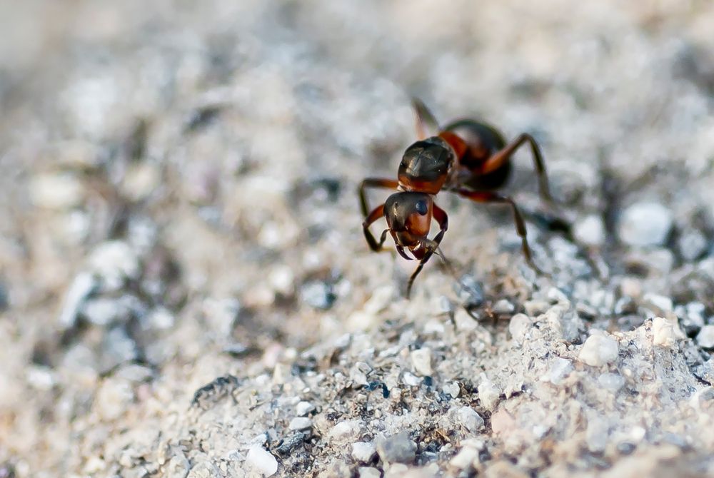 Ameise Foto & Bild | tiere, wildlife, insekten Bilder auf fotocommunity