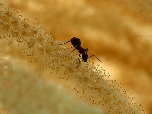 Ameisen Bilder & Fotos