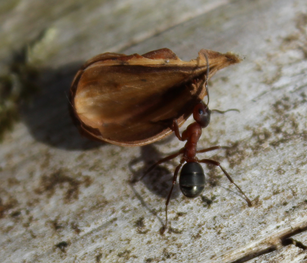 Ameise schleppt Buchecker Foto & Bild | insekten, natur, tiere Bilder ...