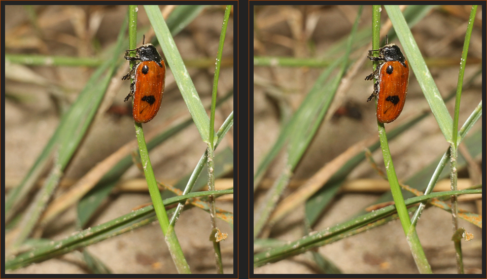 Ameisen-Sackkäfer [3D] Foto & Bild | stereoskopische raumbilder ...