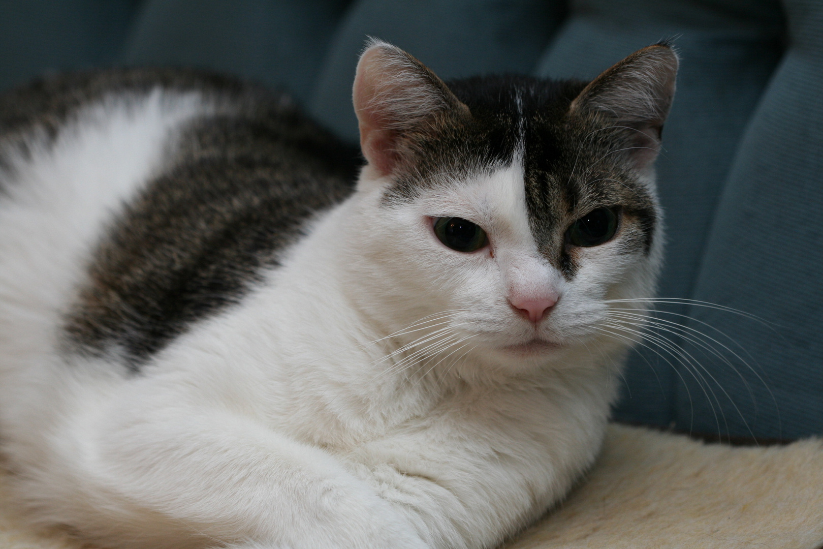Amelie Foto & Bild | tiere, haustiere, natur Bilder auf fotocommunity