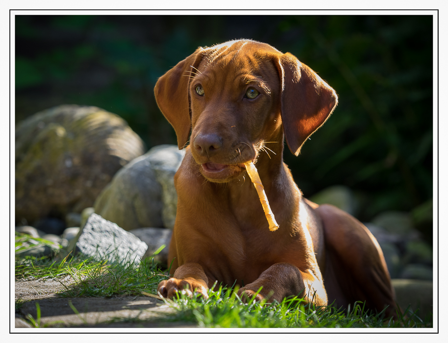 *Amelie* Foto & Bild | tiere, haustiere, hunde Bilder auf fotocommunity