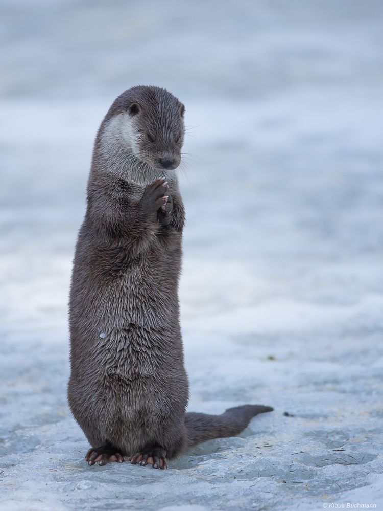Amen ..... Foto & Bild | tiere, zoo, wildpark & falknerei, säugetiere ...