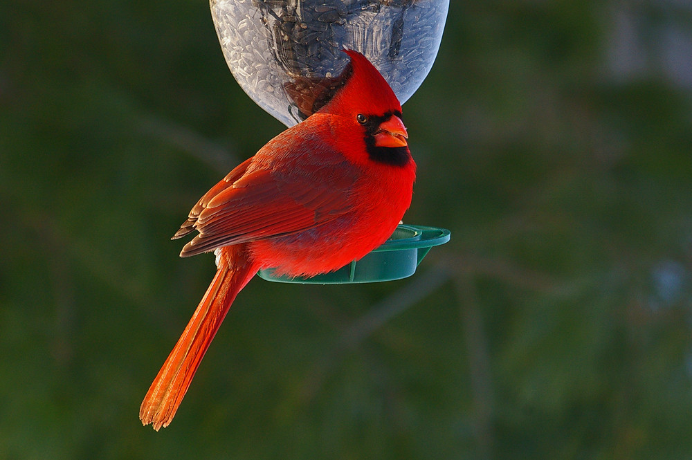 American Red Cardinal Foto & Bild | tiere, wildlife, wild lebende vögel ...