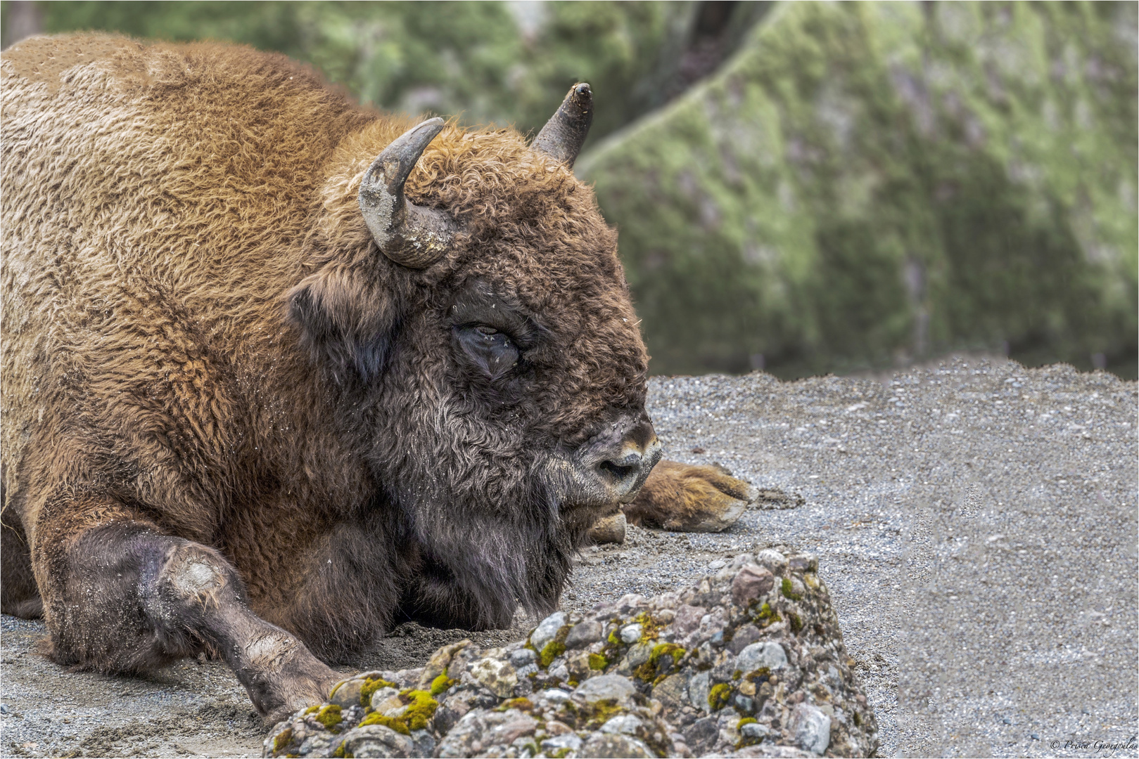 Amerikanischer Bison - Bos bison Foto & Bild | zolli basel, natur ...