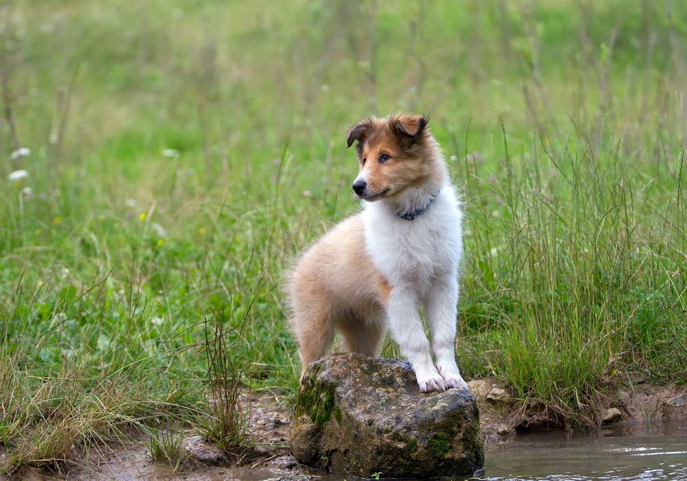 Amerikanischer Colli Teil 2 Foto & Bild | tiere, tierkinder, natur ... Amerikanischer Colli Teil 2 Foto & Bild | tiere, tierkinder, natur ...