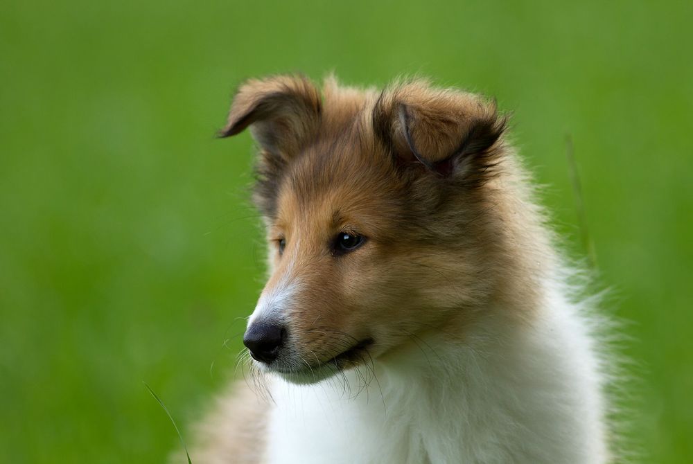 Amerikanischer Collie Foto & Bild | tiere, tierkinder, natur Bilder auf ...