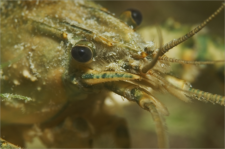 Amerikanischer Flusskrebs Foto & Bild | unterwasser, uw-süsswasser ...