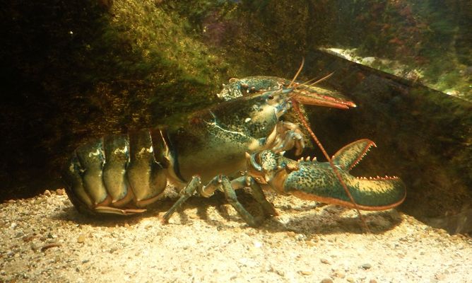 Zoo: Krebse Bilder & Fotos