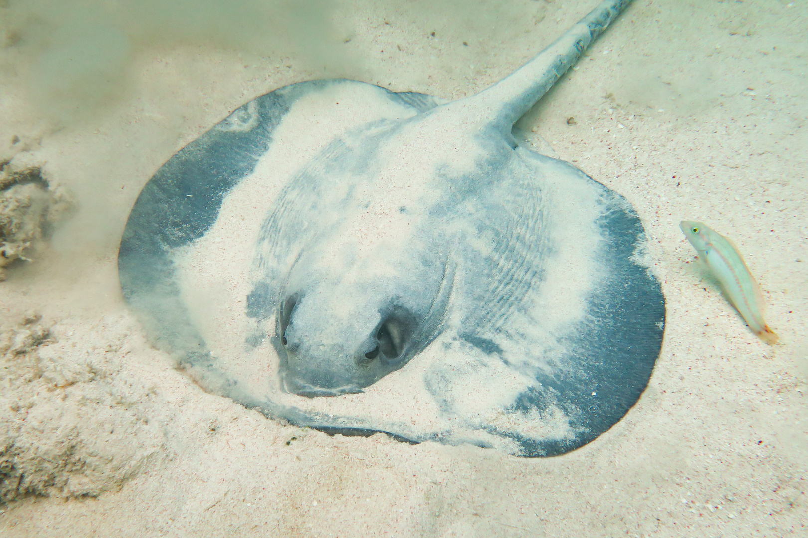 Amerikanischer Stachelrochen Foto & Bild | north america, central ...