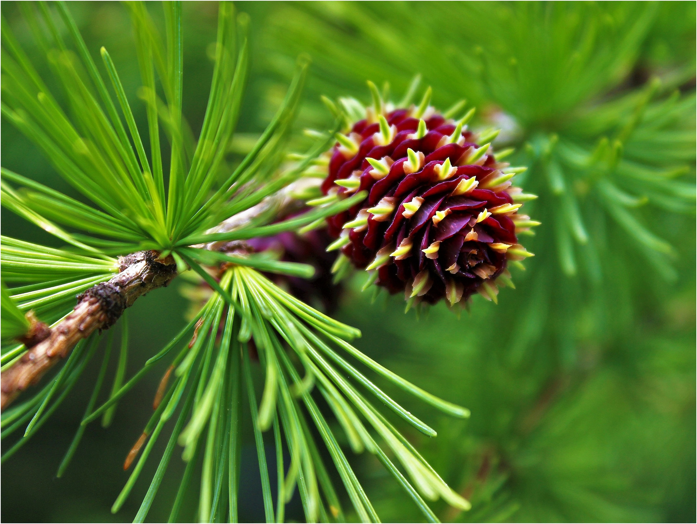 Amerkanische Lärche Foto & Bild | bäume, frühling, natur Bilder auf ...