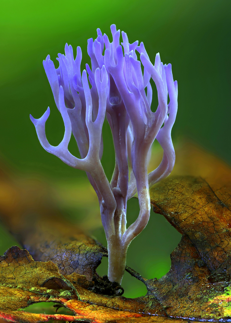 Amethystfarbene Koralle (Clavaria zollingeri) Foto & Bild | makro ...
