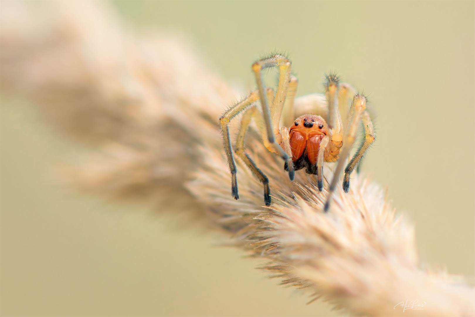 Ammen-Dornfinger Foto & Bild | outdoor, makro, lausitz Bilder auf ...