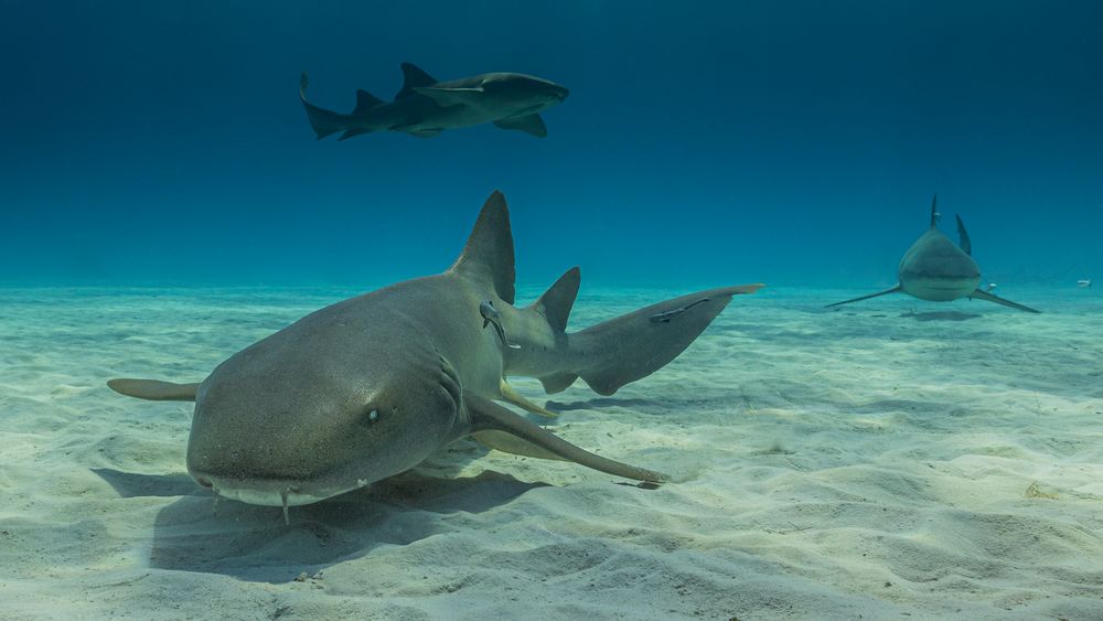 Ammenhai und im Hintergrund ein Bullenhai Foto & Bild | natur, tiere ...