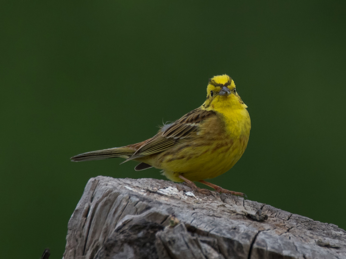 Ammer in Gold Foto & Bild | natur, tiere, vögel Bilder auf fotocommunity