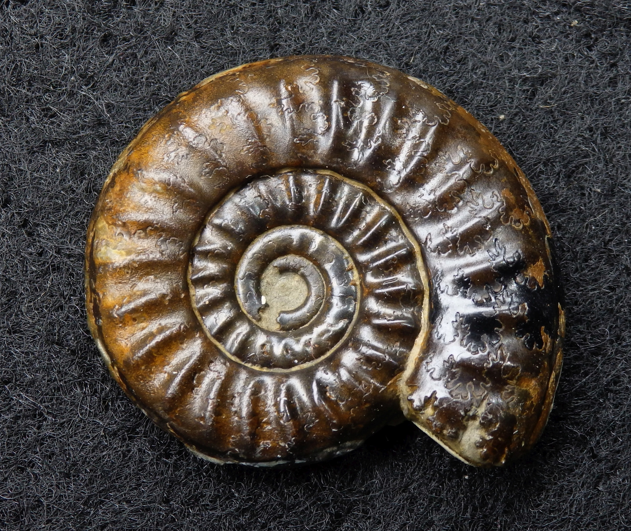 Ammonit aus der Jurazeit - Acanthopleuroceras arietiforme Foto & Bild ...