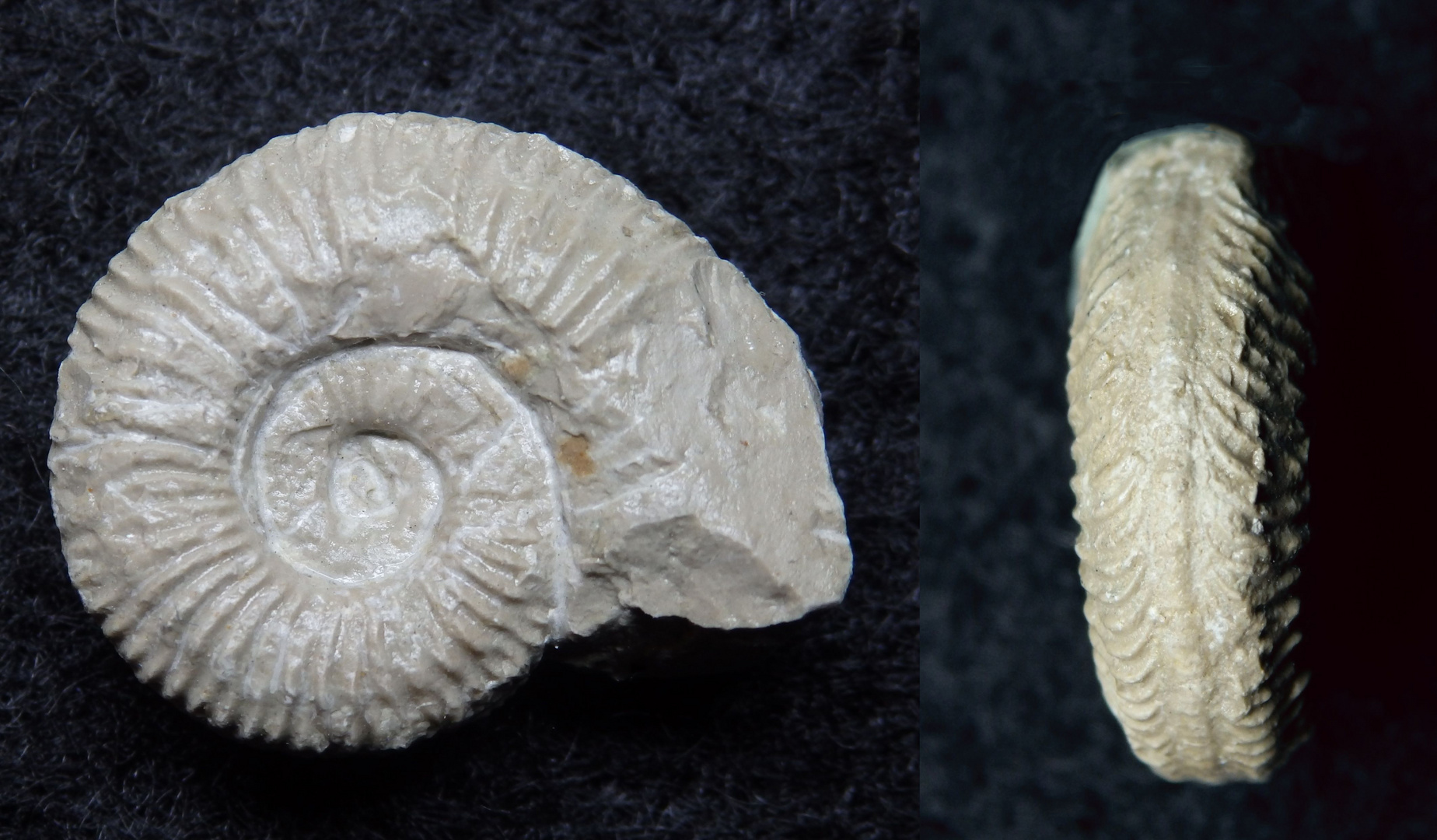 Ammonit aus der Jurazeit - Amoeboceras cricki Foto & Bild | sonstiges ...