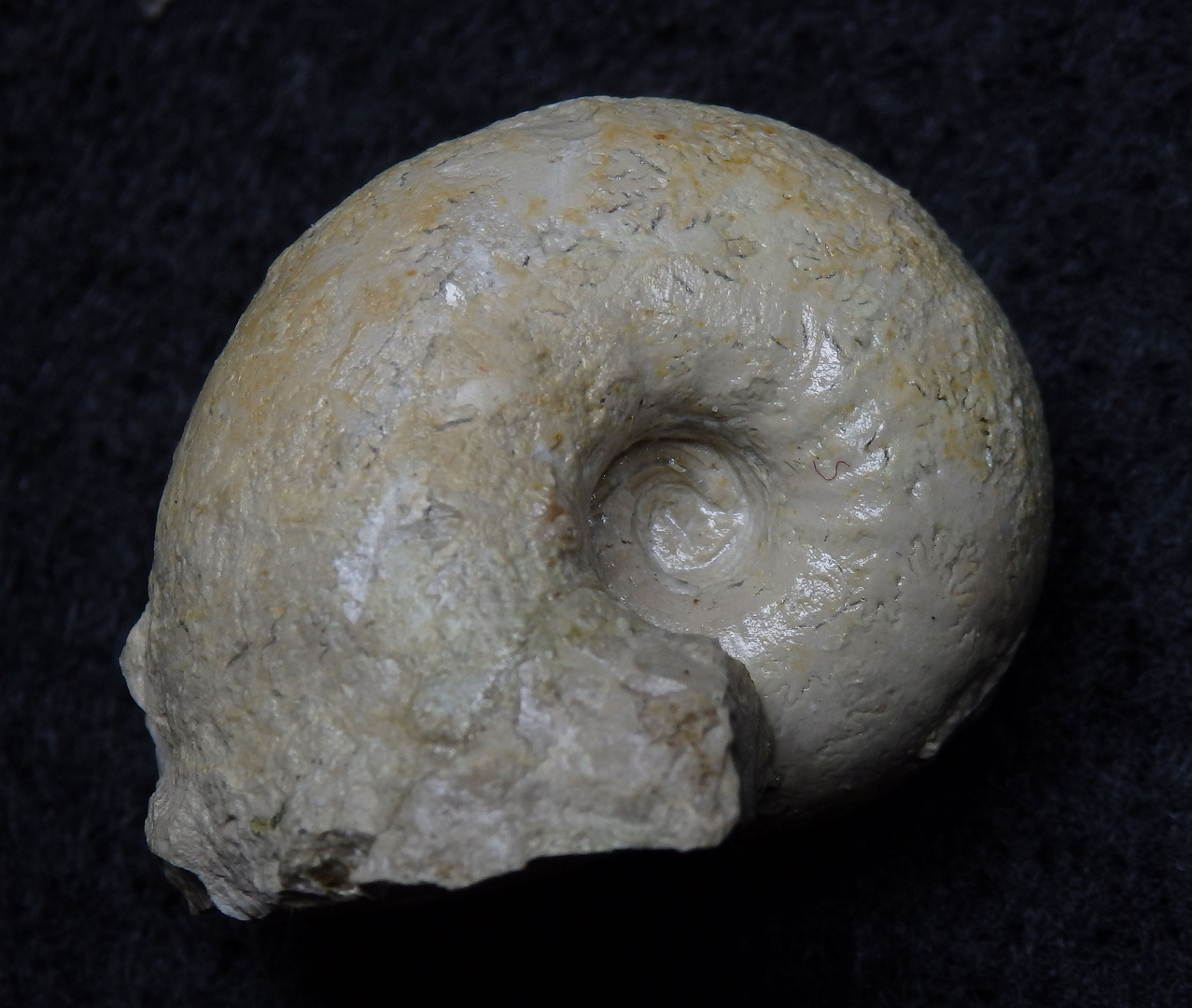 Ammonit aus der Jurazeit - Aspidoceras sp. Foto & Bild | sonstiges ...