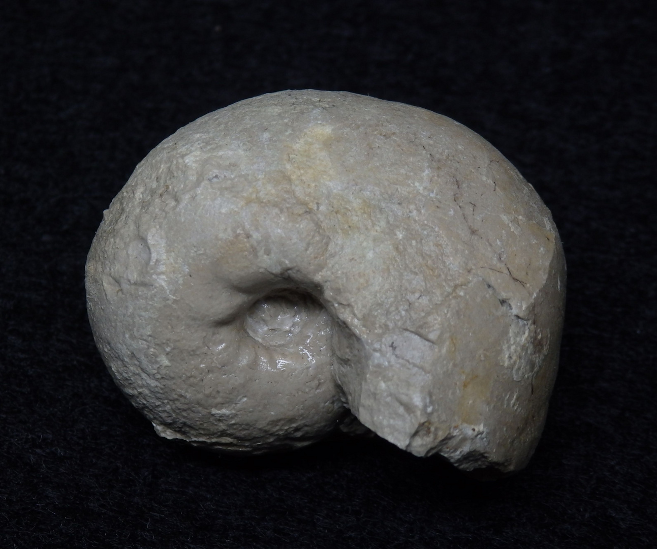 Ammonit aus der Jurazeit - Aspidoceras sp. Foto & Bild | sonstiges ...