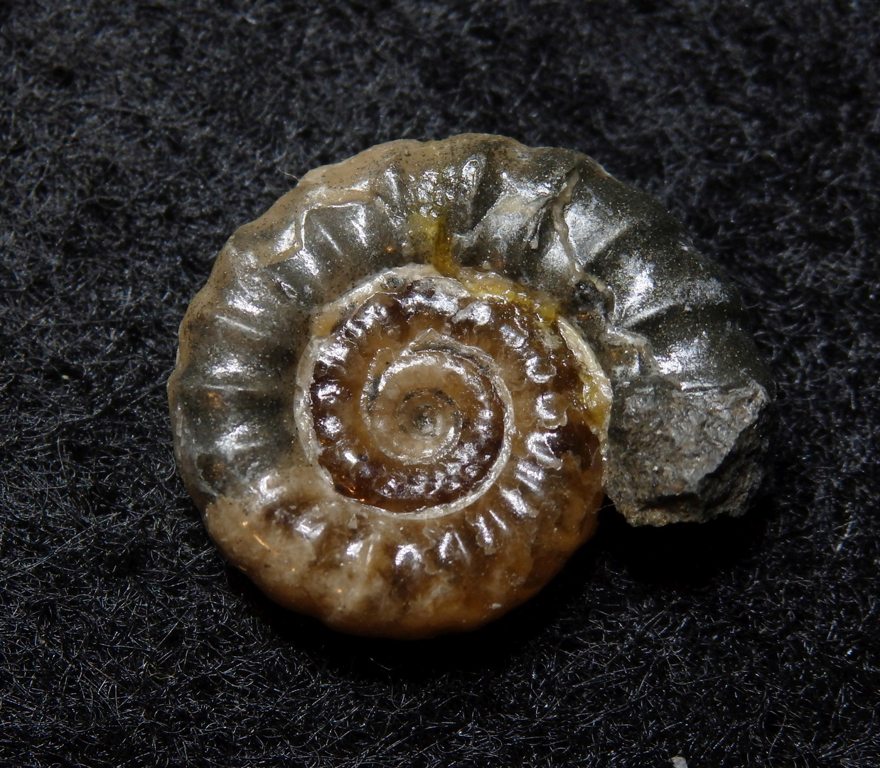 Ammonit aus der Jurazeit - Bifericeras sp. Foto & Bild | sonstiges ...