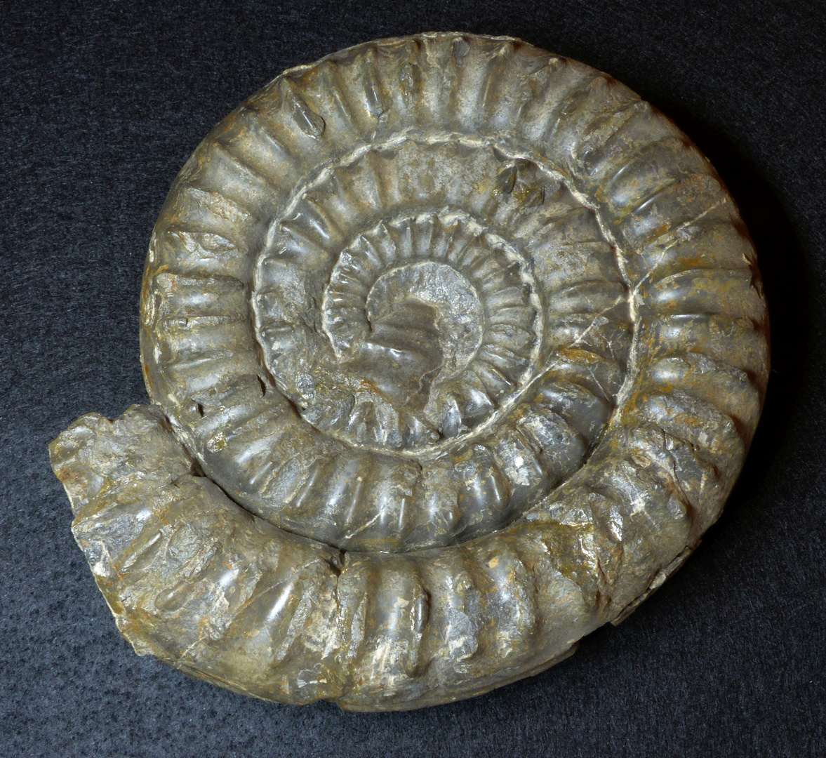 Ammonit aus der Jurazeit - Coroniceras coronaries Foto & Bild | natur ...