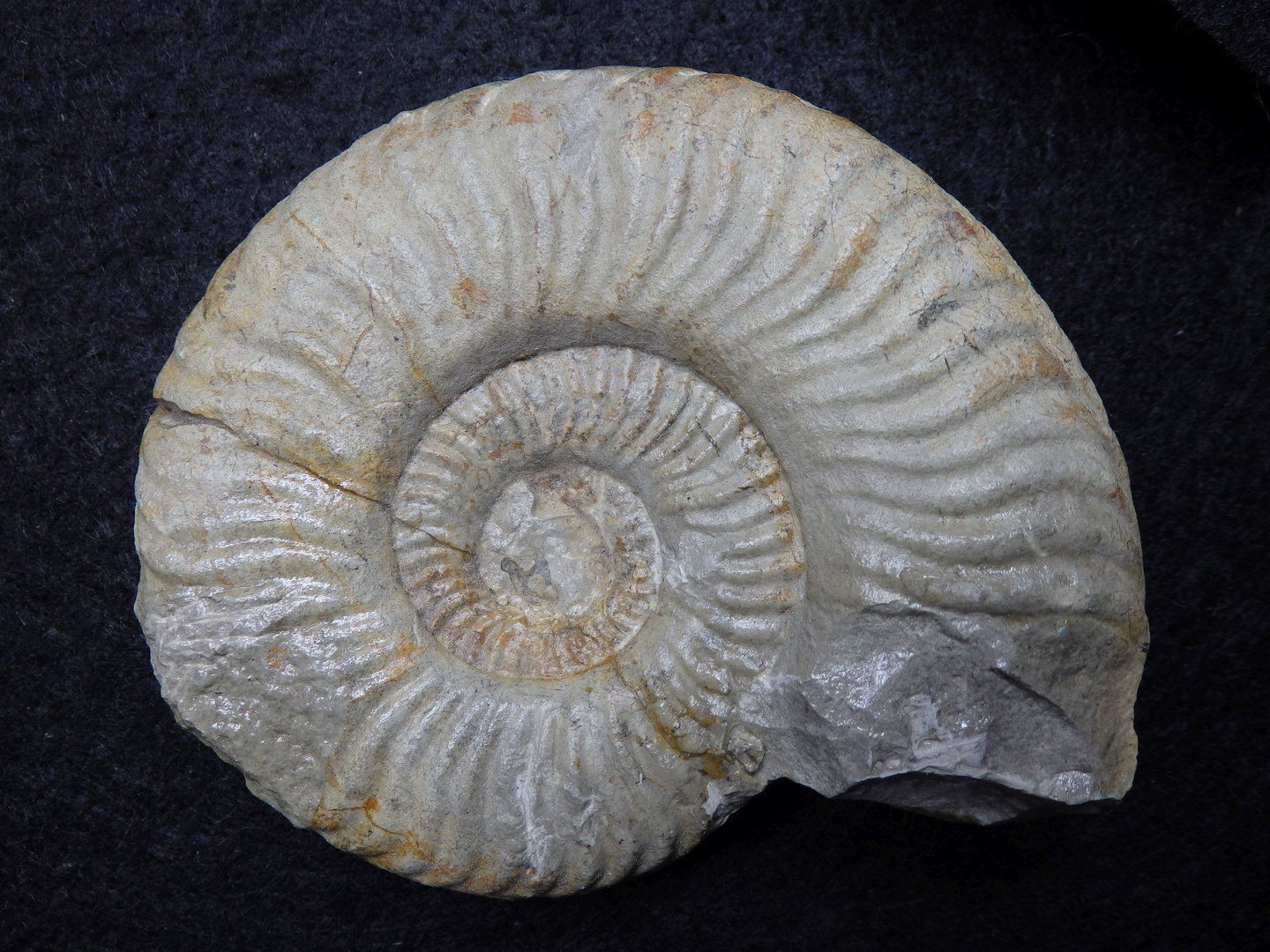Ammonit aus der Jurazeit - Grammoceras bingmanni Foto & Bild ...