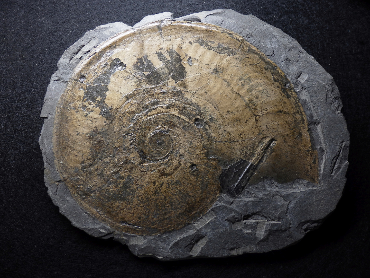 Ammonit aus der Jurazeit - Harpoceras (Eleganticeras) elegantulum Foto ...