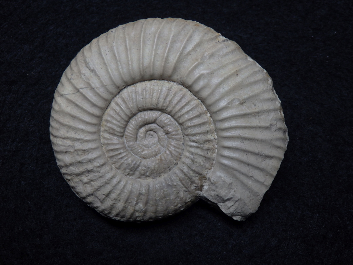 Ammonit aus der Jurazeit - Idoceras planula Foto & Bild | sonstiges ...