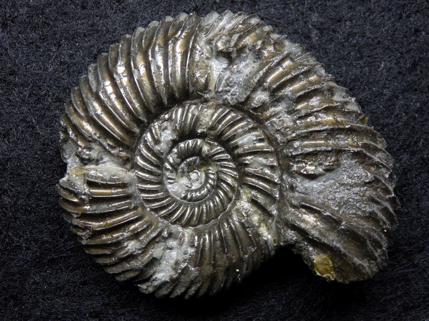 Ammonit aus der Jurazeit - Parkinsonia sp. Foto & Bild | sonstiges ...