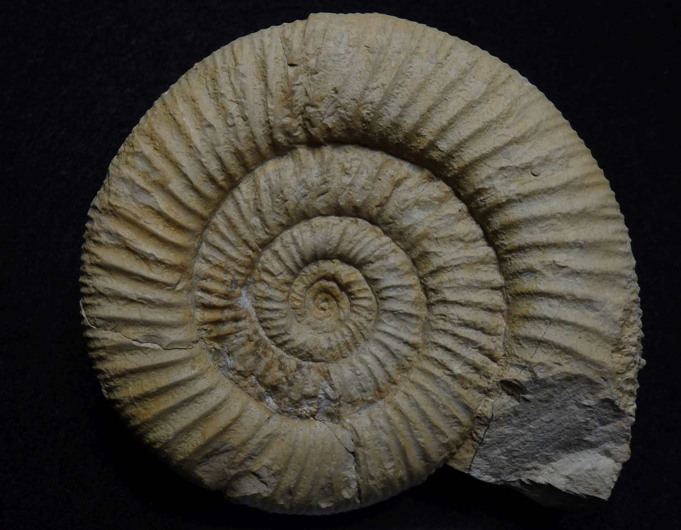 Ammonit aus der Jurazeit - Perisphinctes (Perisphinctes) tiziani Foto ...