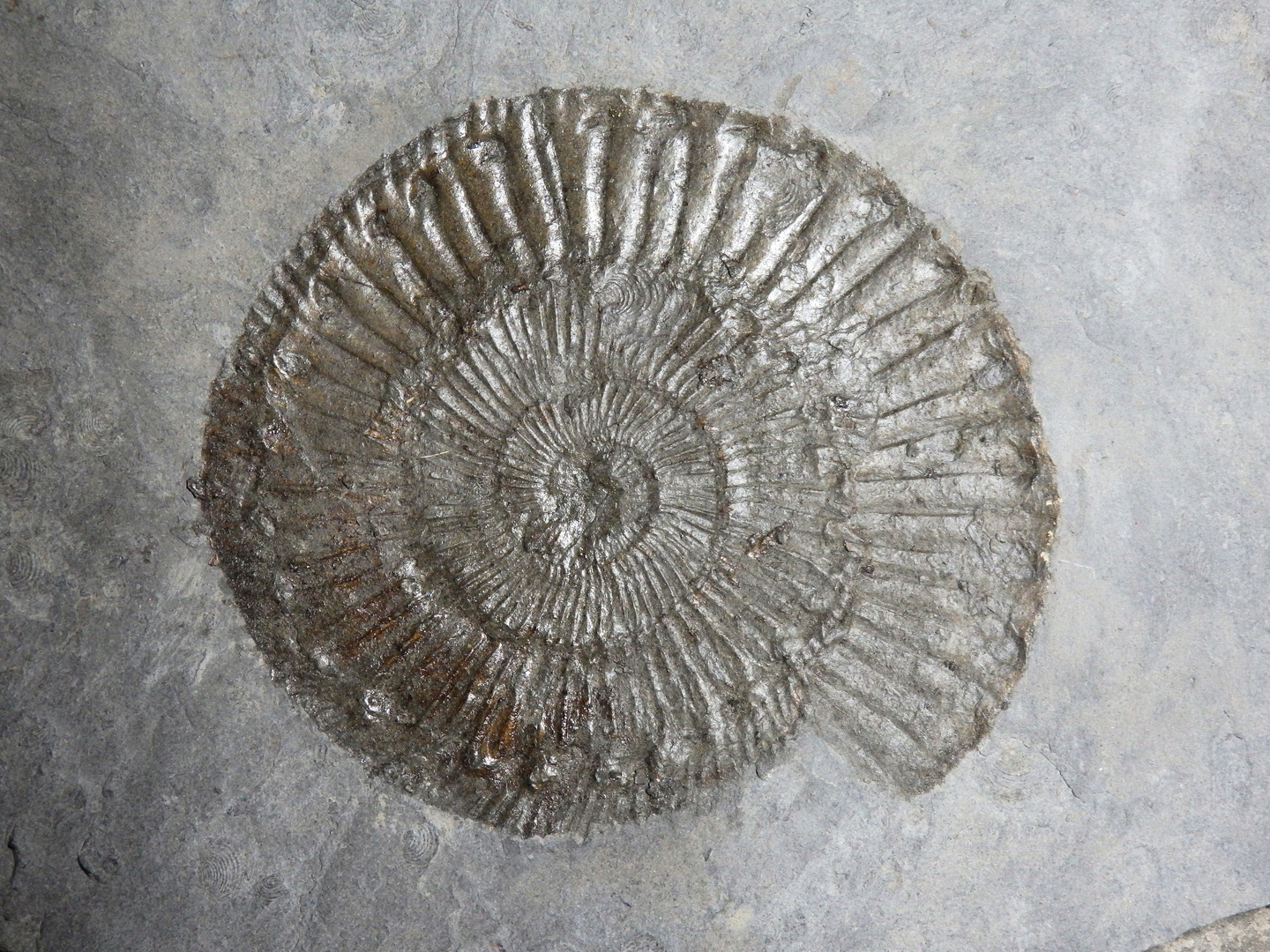 Ammonit aus der Jurazeit - Peronoceras fibulatum Foto & Bild ...