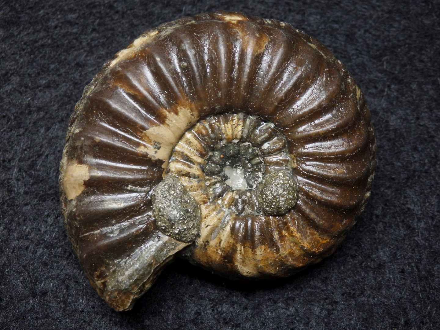 Ammonit aus der Jurazeit - Pleuroceras reichenbachense Foto & Bild ...