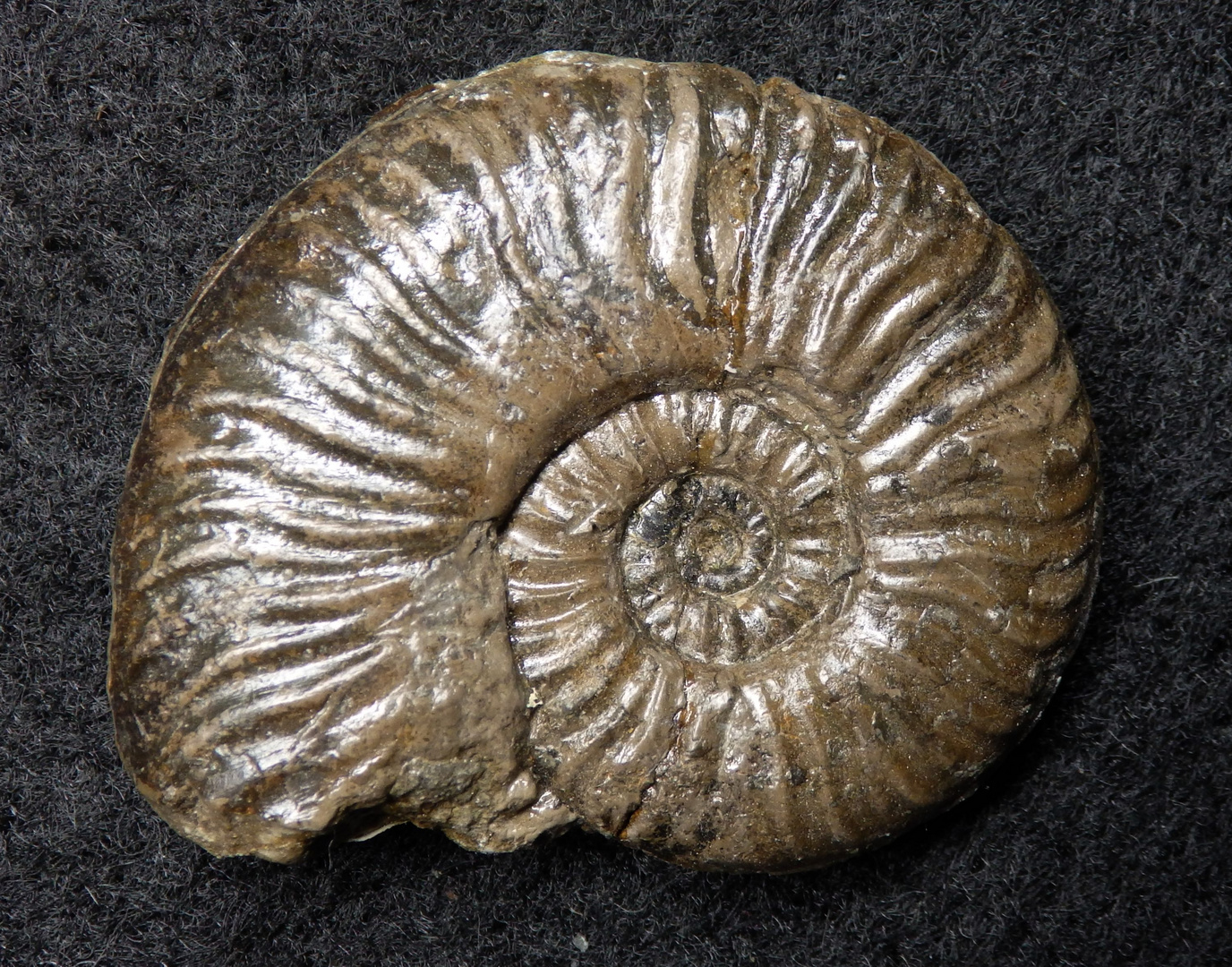 Ammonit aus der Jurazeit - Pleydellia aalensis Foto & Bild | natur, sonstiges, fossilien Bilder ...