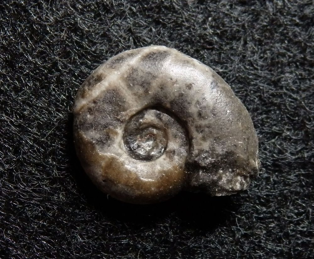 Ammonit aus der Jurazeit - Psiloceras cf. becki Foto & Bild | sonstiges ...
