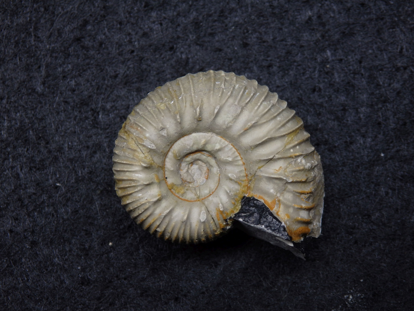 Ammonit aus der Jurazeit - Rasenia stephanoides Foto & Bild | sonstiges ...