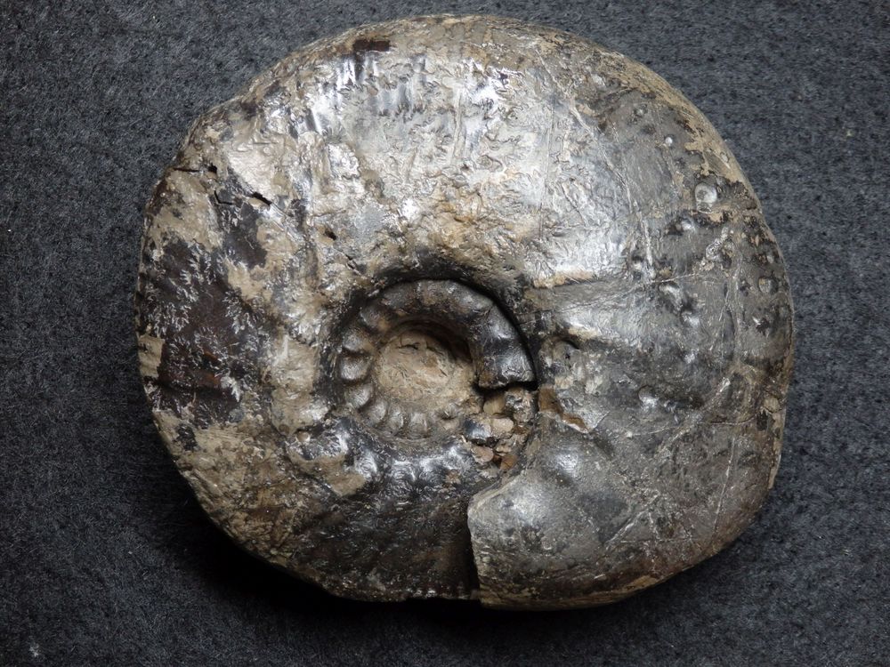 Ammonit aus der Kreidezeit - Neocraspedites sp. Foto & Bild | sonstiges ...