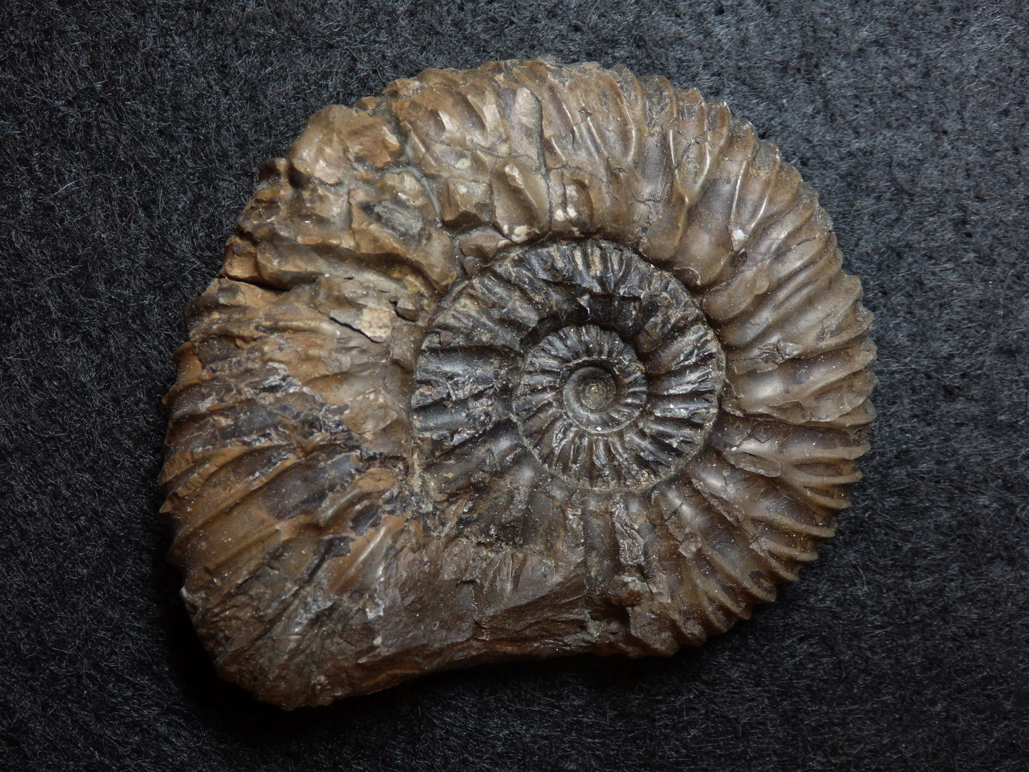 Ammonit aus der Kreidezeit - Polyptychites ascendens Foto & Bild ...