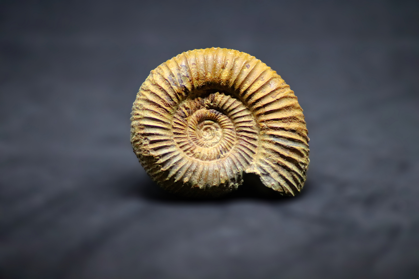 Ammonit Foto & Bild | sonstiges, fossilien & präparate, fotos Bilder ...