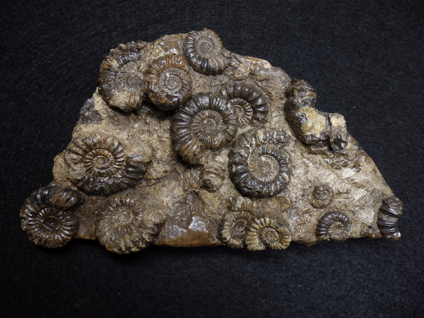 Ammoniten aus der Jurazeit - Androgynoceras maculatum Foto & Bild ...