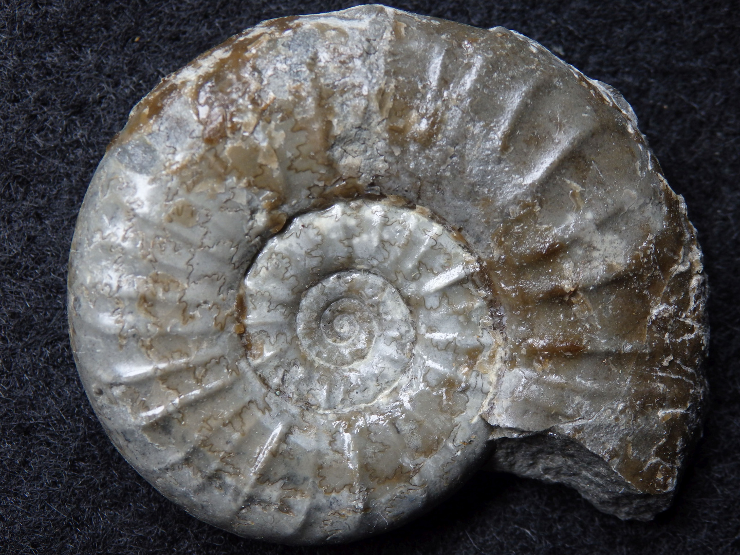 Ammoniten aus der Jurazeit - Dumortieria striatulocostata Foto & Bild ...