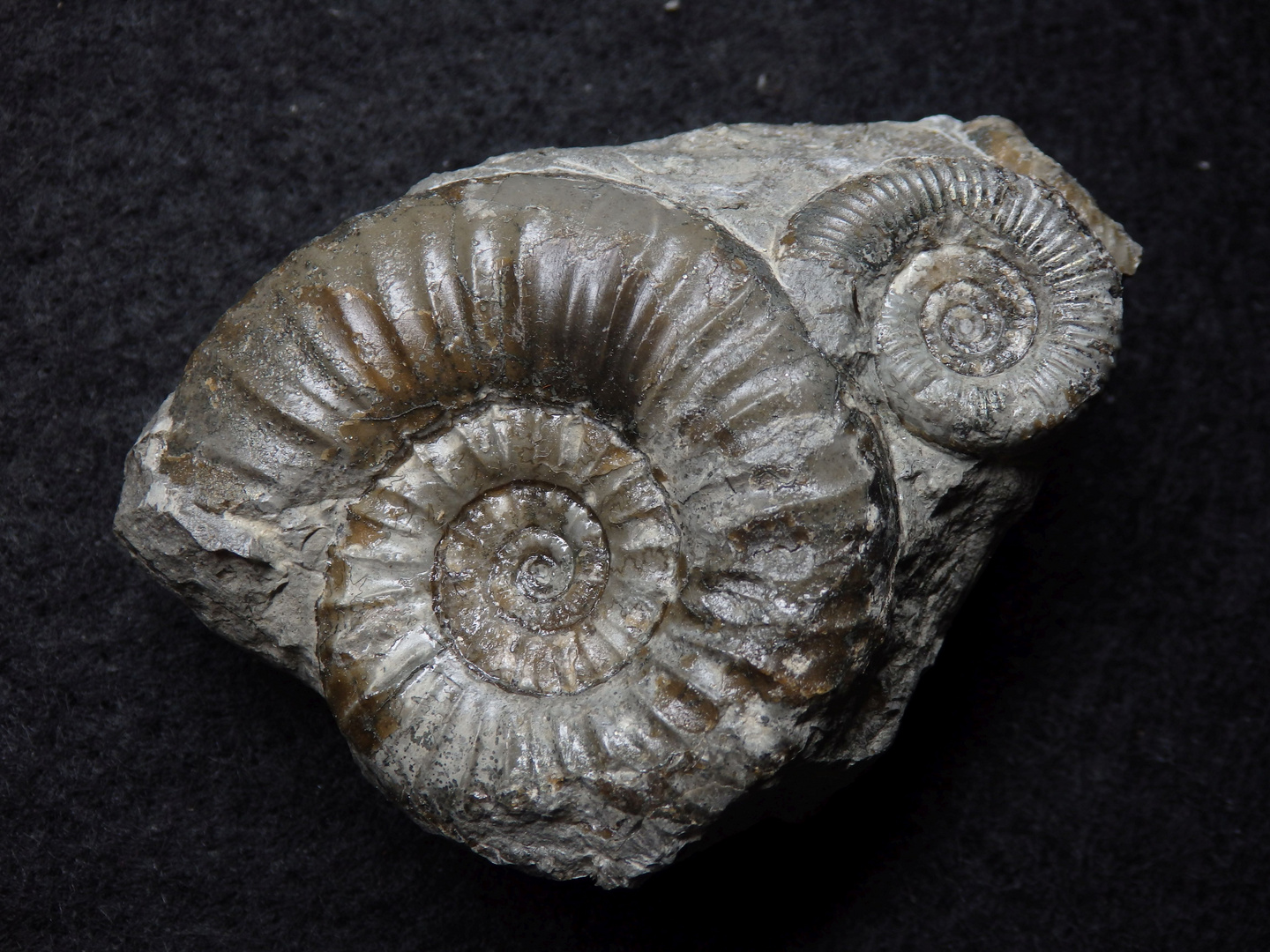 Ammoniten aus der Jurazeit - Dumortieria striatulocostata und ...