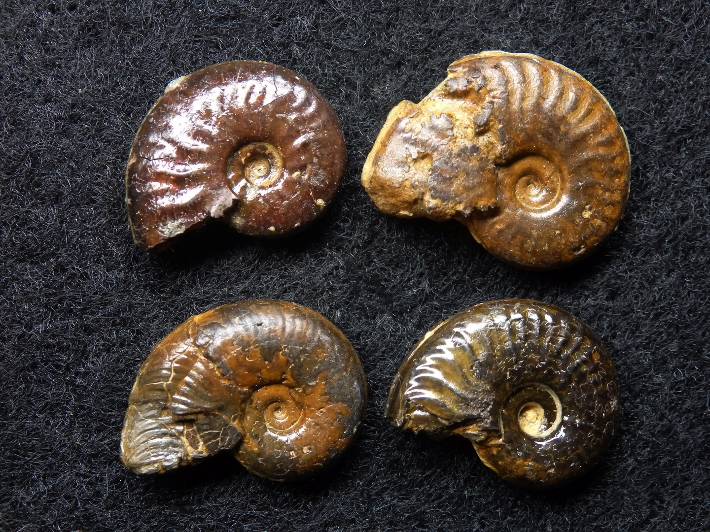 Ammoniten aus der Jurazeit - Harpoceras und Pseudolioceras Foto & Bild ...